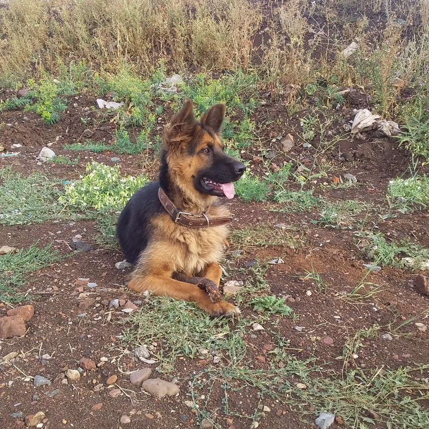 Немецкая овчарка вязка