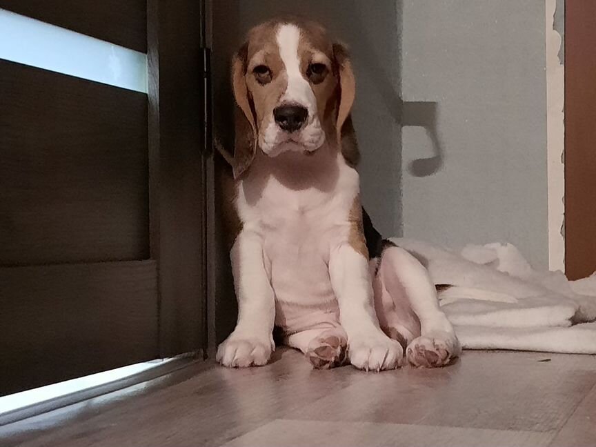 Продам бигля