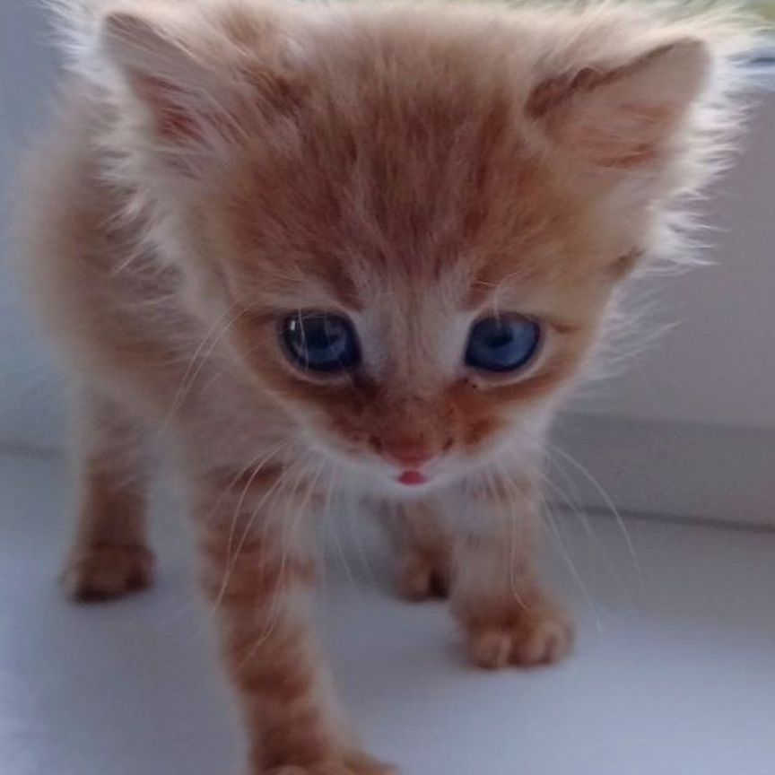 Котёнок Матвейка