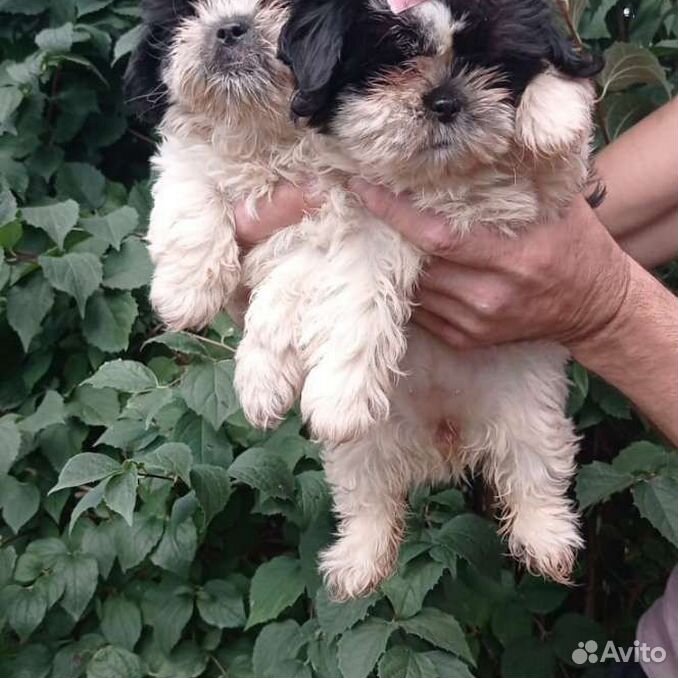 Ши-тцу детки