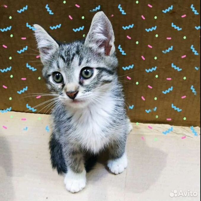 Котеночек в поиске добрых рук