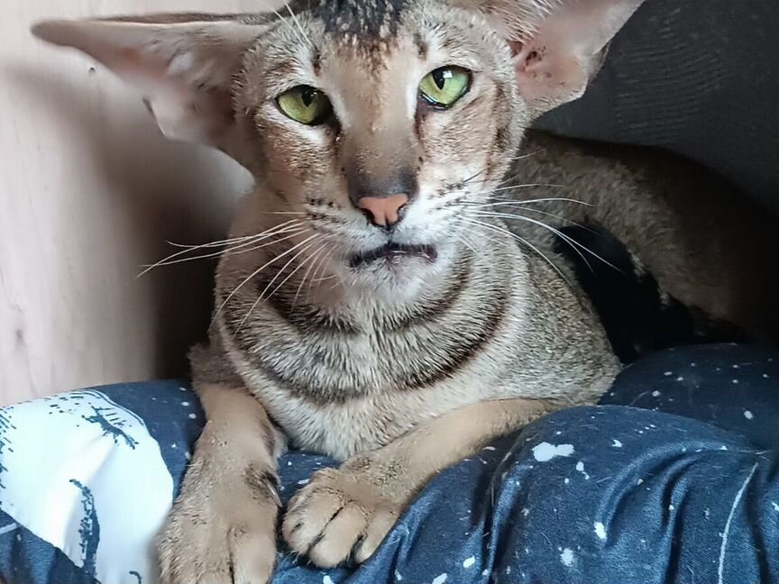 Ориентальная экстрим кошка