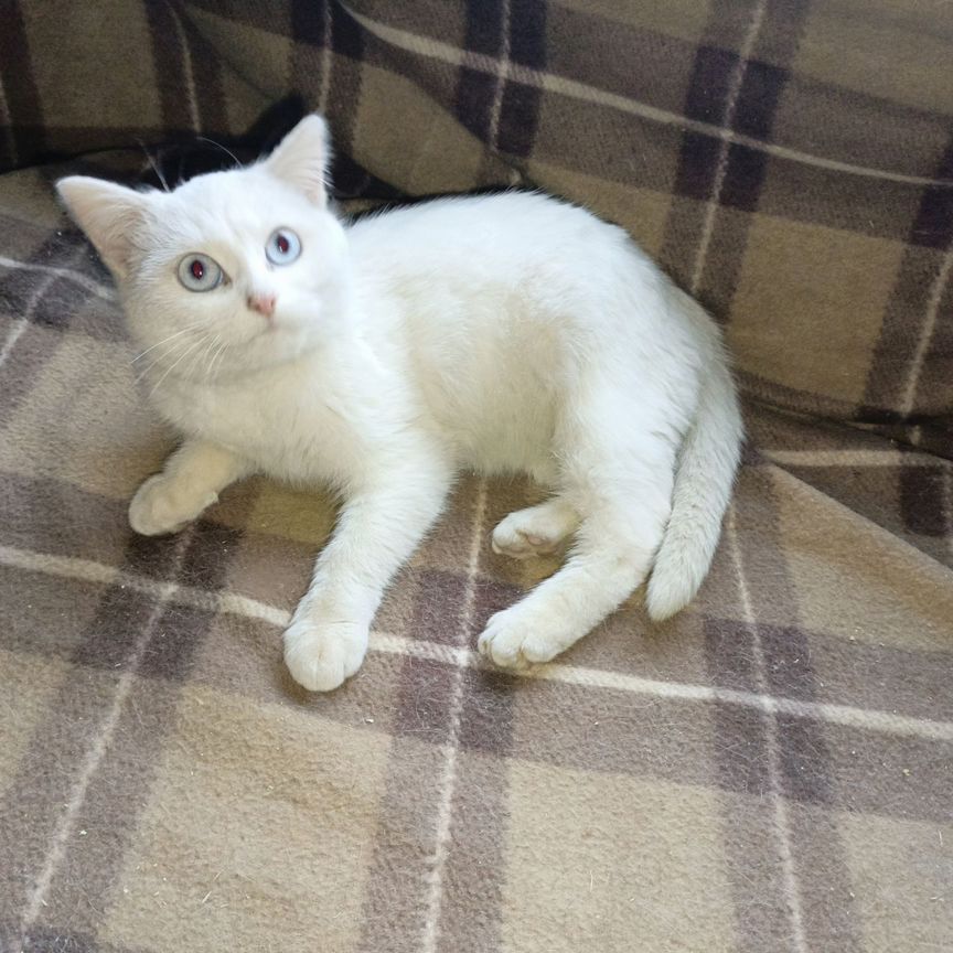 Кошечка в дар