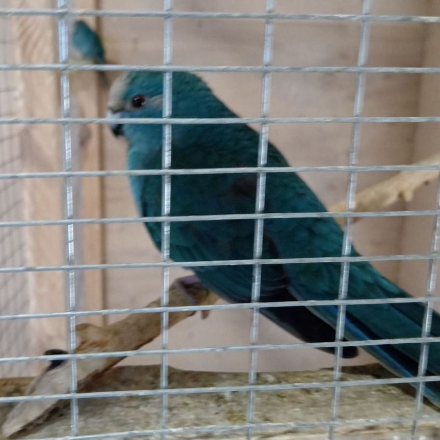 Птенцы синего новозеландского попугая