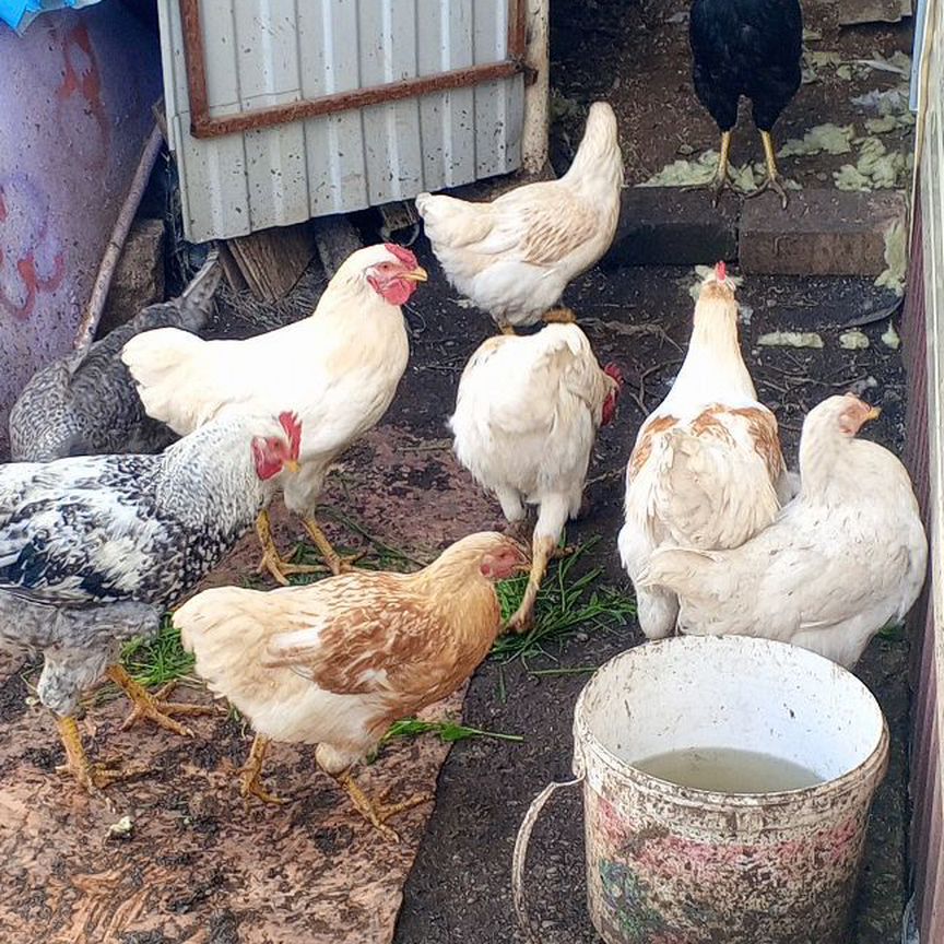 Куры молодки