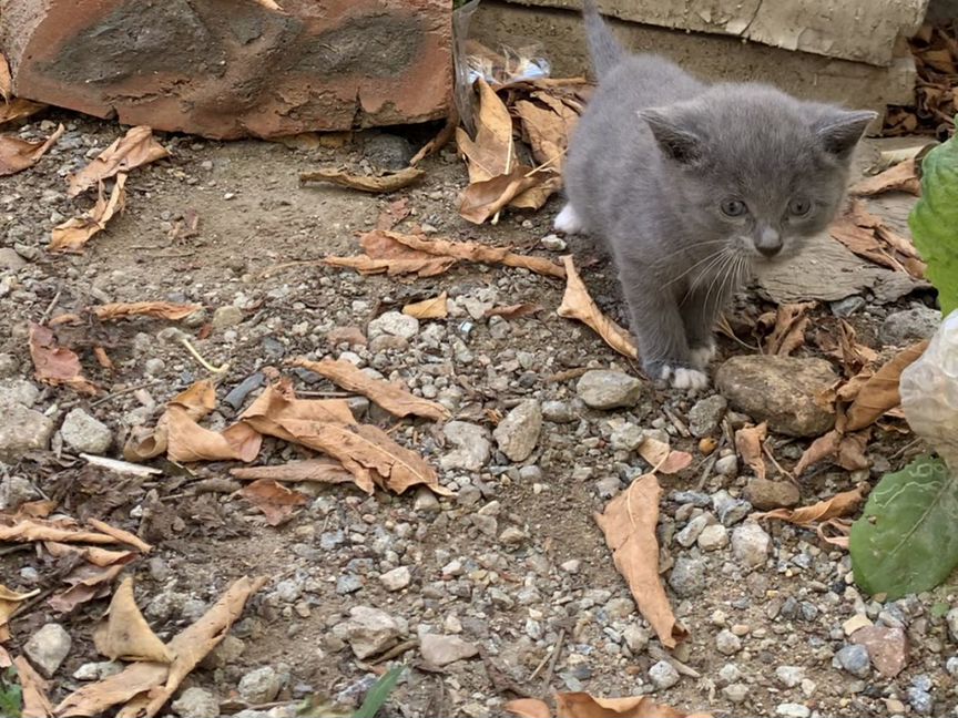 Котенок 1,5 месяца