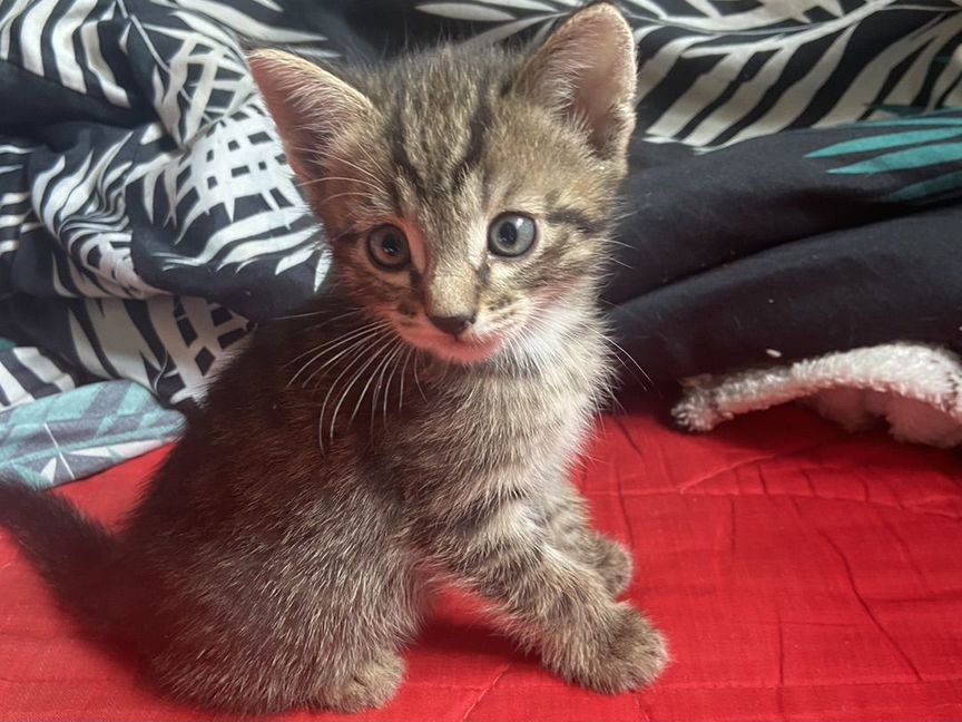 Котенок мальчик 1 месяц