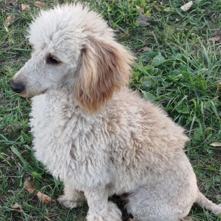 Пудель, щенок