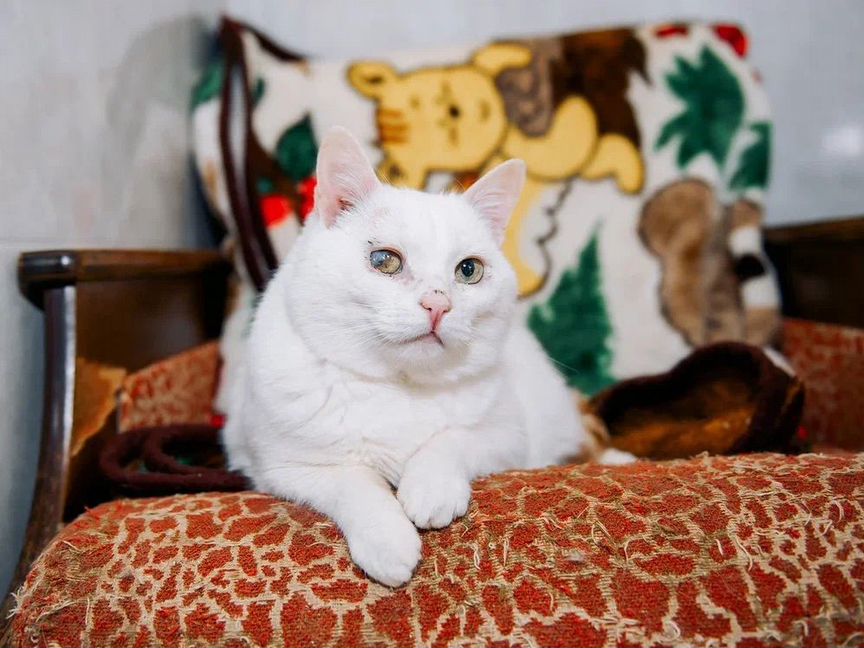 Белый котик Сметаныч из приюта бесплатно