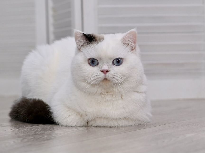 Шикарный кот блондин
