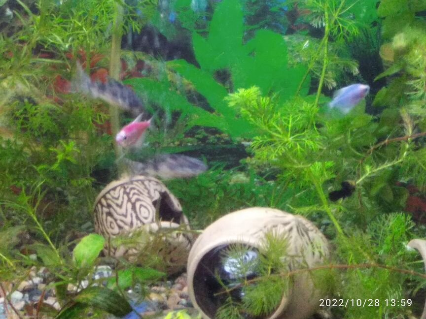 Рыбки бесплатно