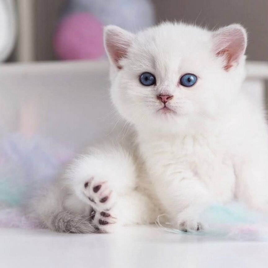 Британский короткошёрстный котёнок