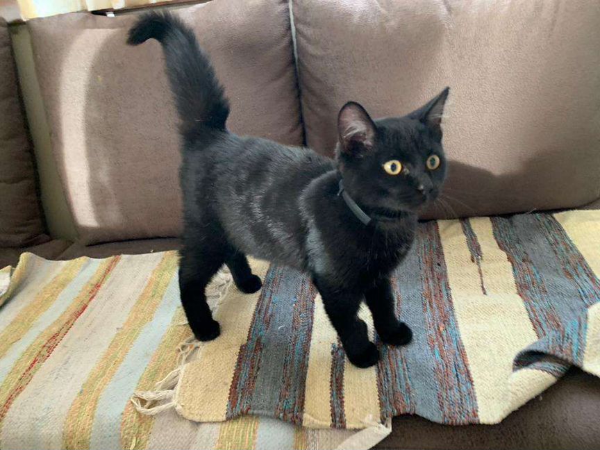 Котик 5 мес кастрирован