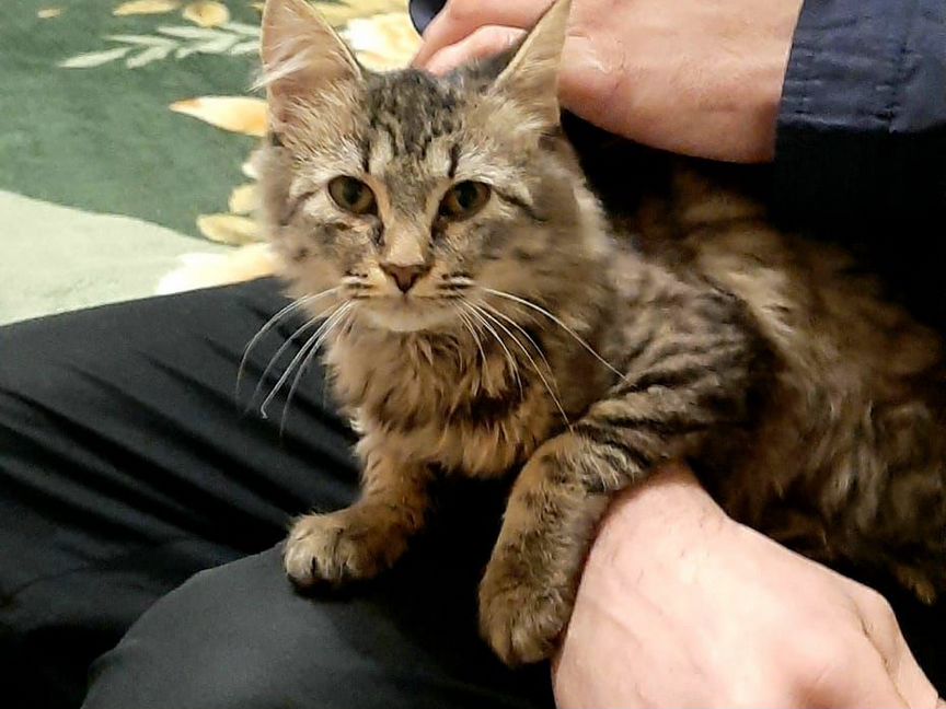 Кошка Мейкун