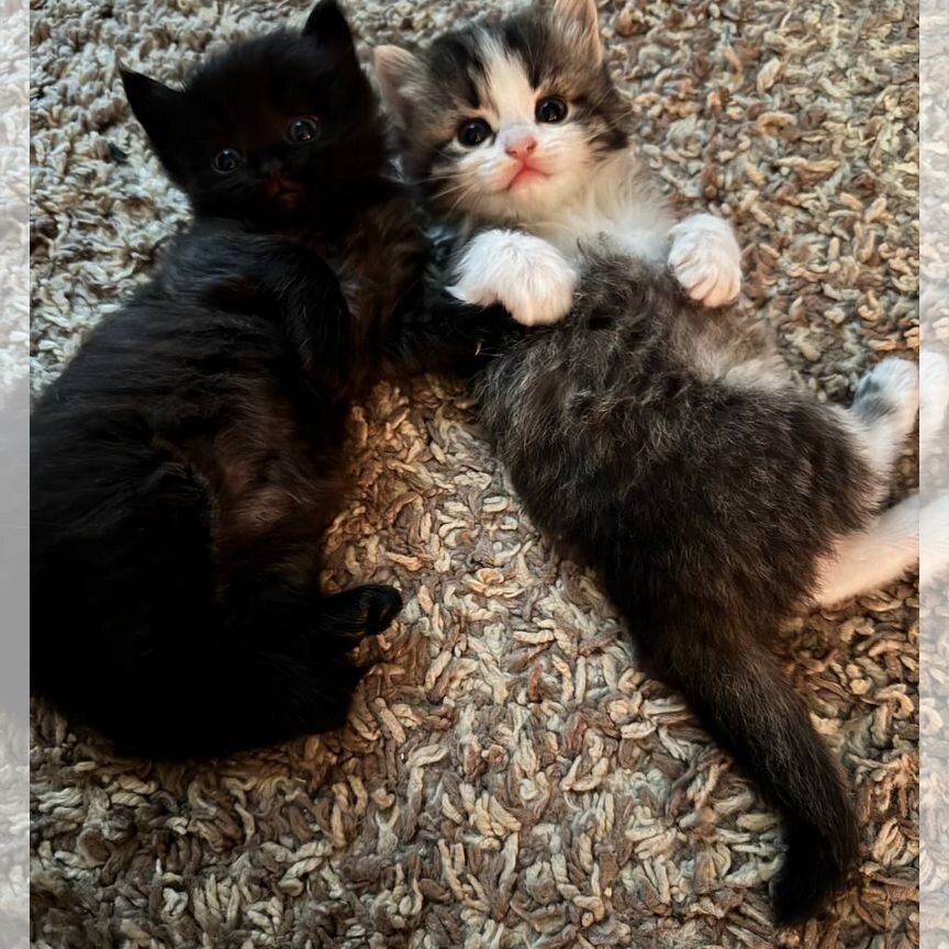 Котёнок от частного владельца