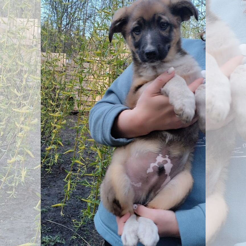 Щенок в добрые руки