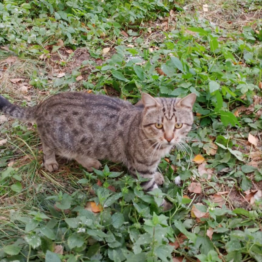 Грустный, добрый кот на улице