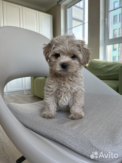 Девочка Мальтипу Мини Корея