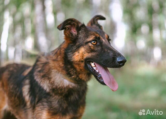 Метис малинуа в дар