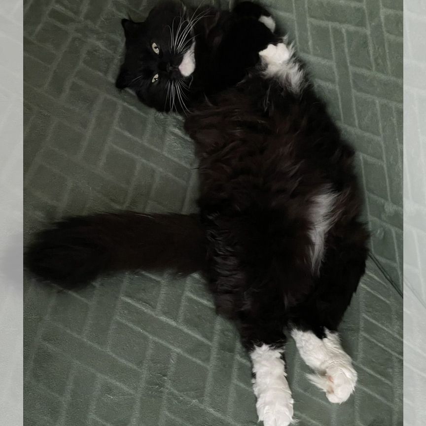 Взрослый кот в добрые руки