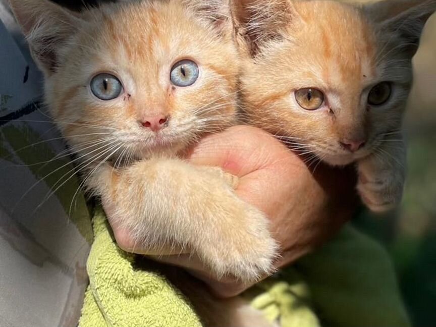 Котята ищут крышу над головой