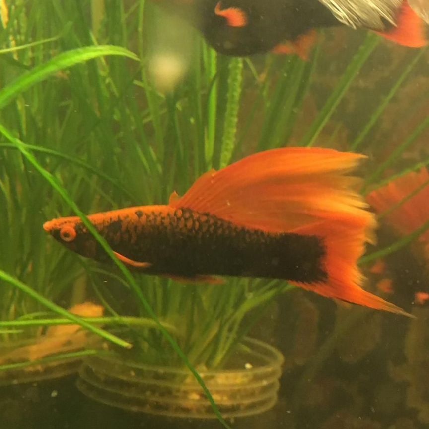 Меченосцы черные флаговые