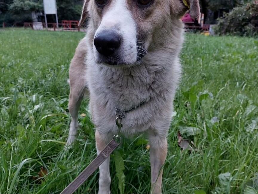 Машка ищет дом