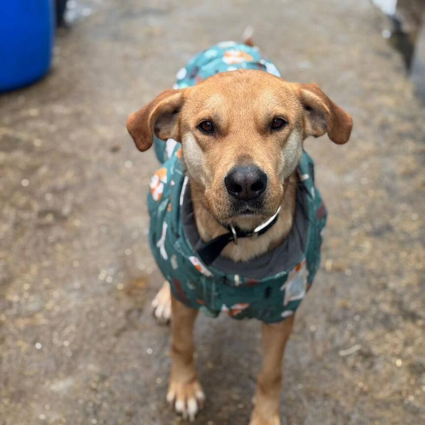 Хозяйка Ричарда умерла от рака