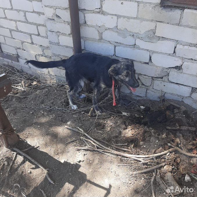 Продаю два кабилька постушки