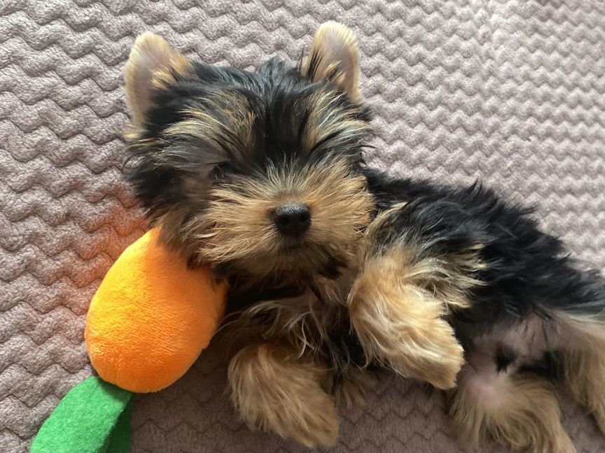 Йоркширский терьер щенок