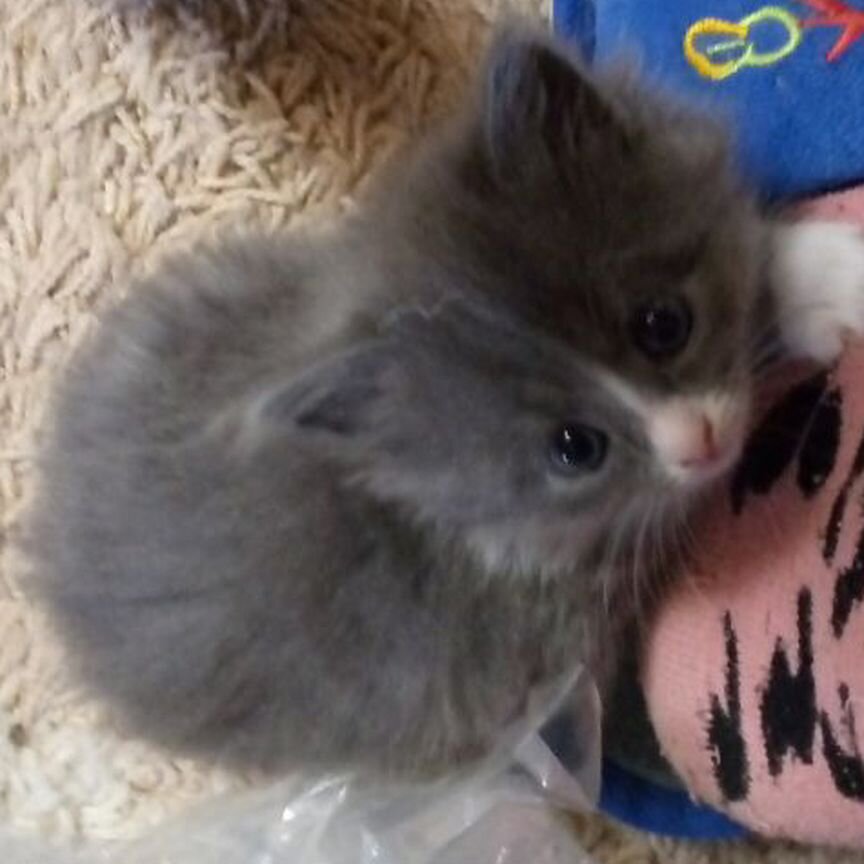 Котёнок в добрые руки