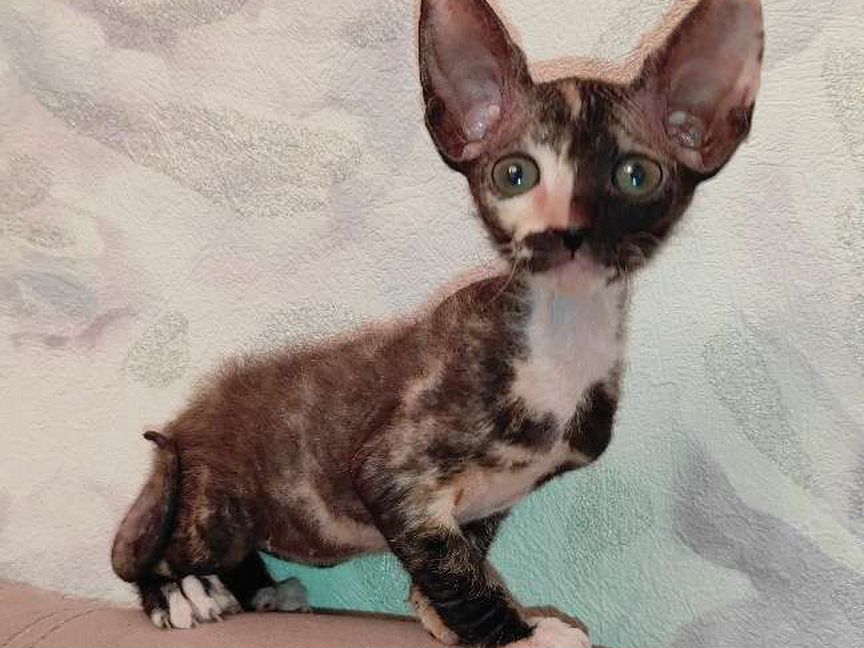 Донской сфинкс котята