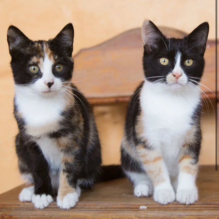 Кошечка 3 мес