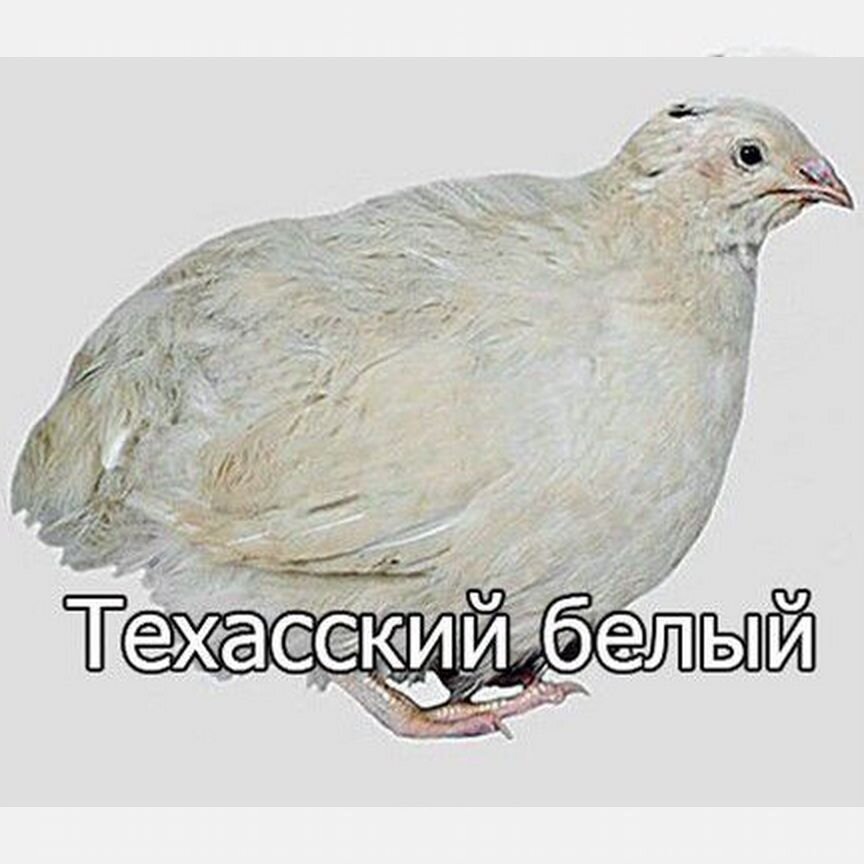 Перепела