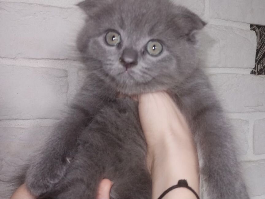 Шотландские вислоухие котята за шоколадку)