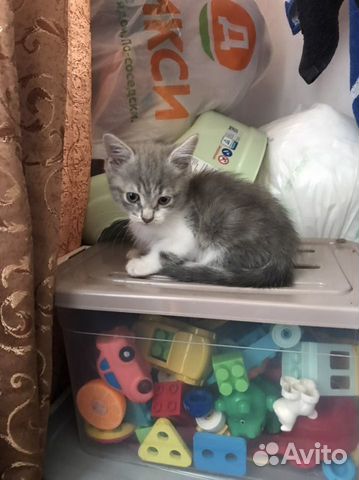 Отлаю в добрые руки Котенока 2 месяца