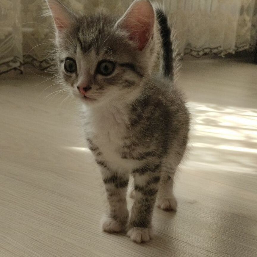 Котёнок в добрые руки