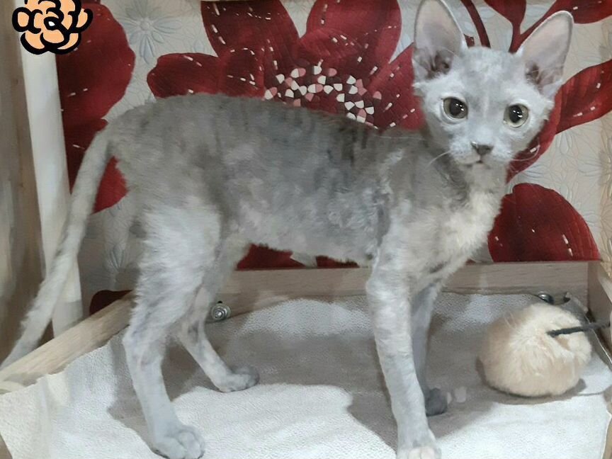 Пушистая,милая кошечка уральский Рекс