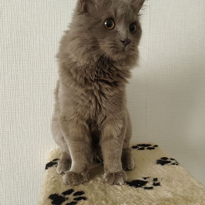 Шотландский прямоухий кот