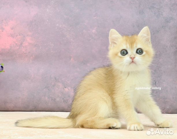 Кот золотая шиншилла bri ny12