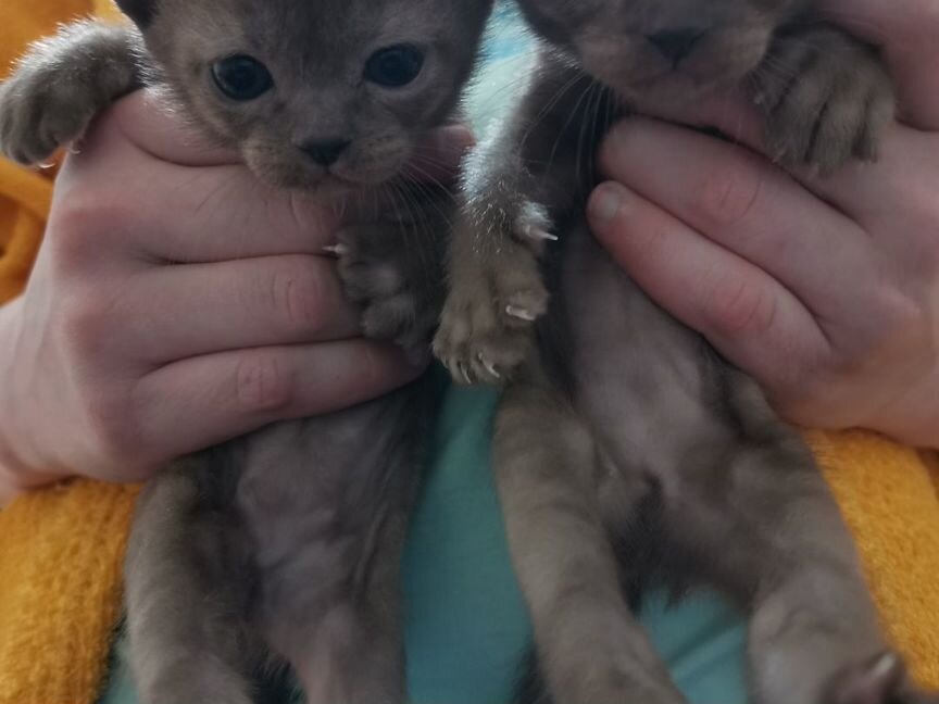 Бурманские котята соболь