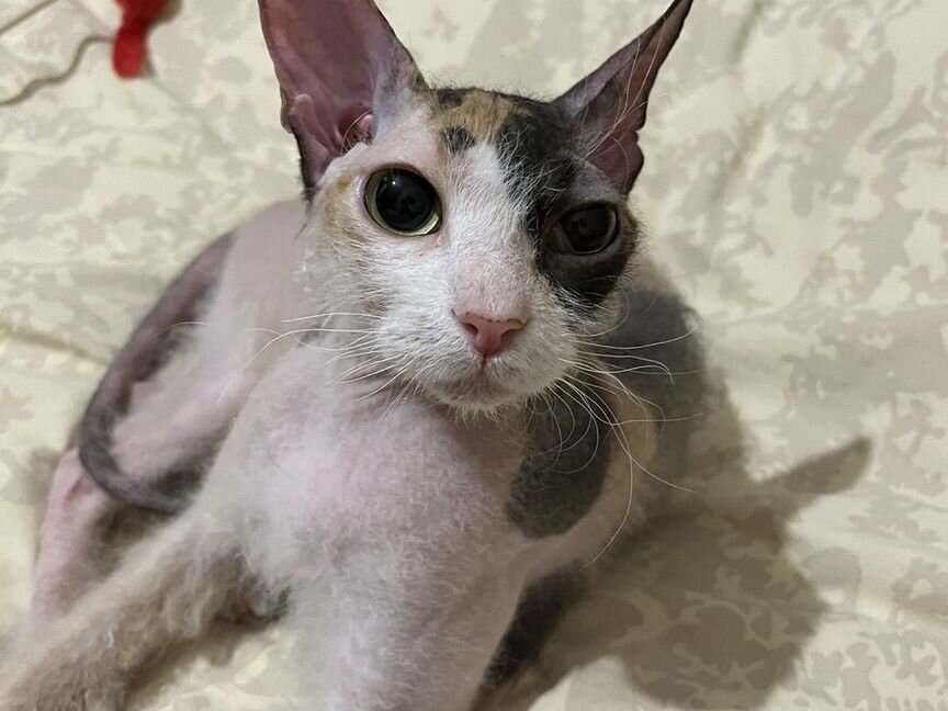 Кошка сфинкс велюровый