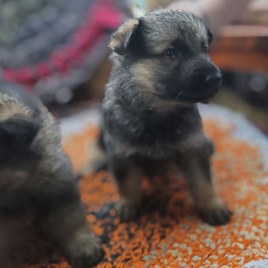 Продам щенков немецкой овчарки