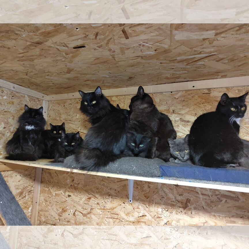 Котики в добрые руки