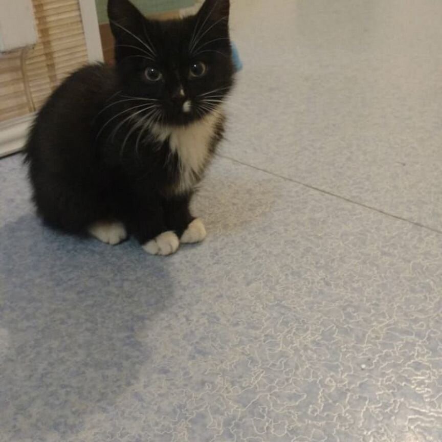 Котенок "Чук"