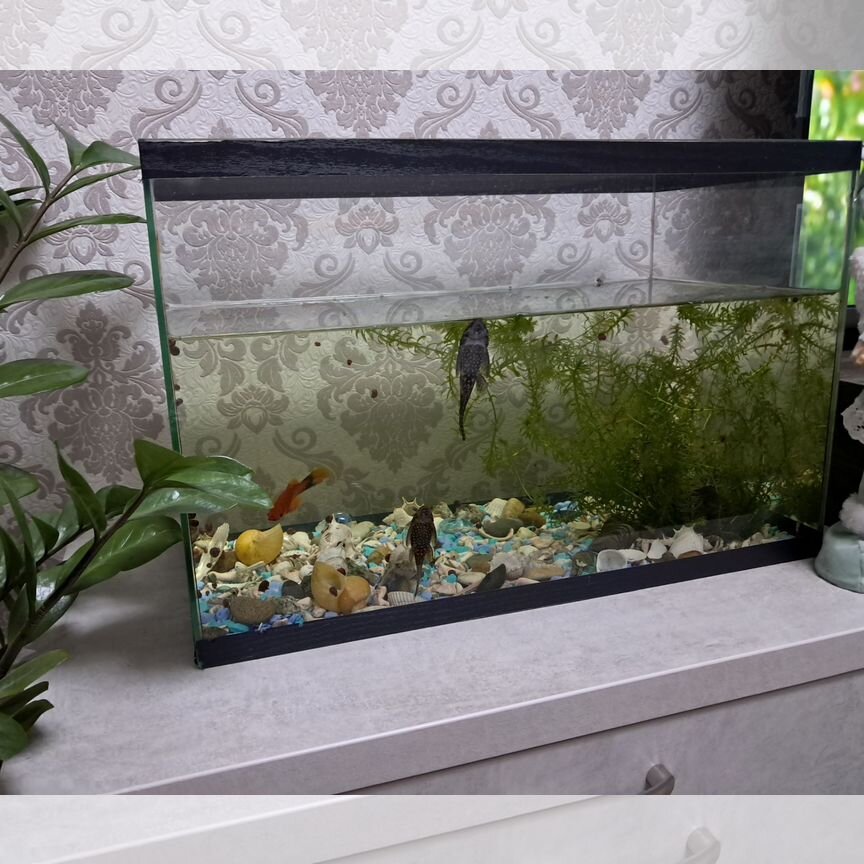 Аквариумные рыбки