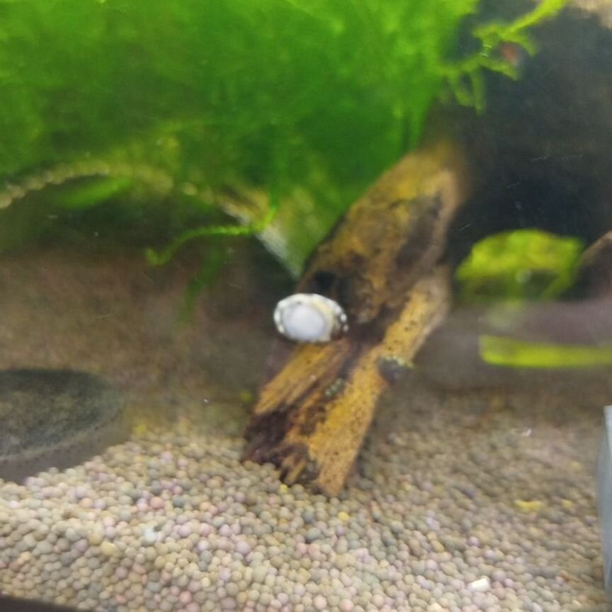 Улитки аквариумные теодоксус