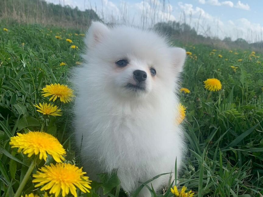 Белоснежный шпиц