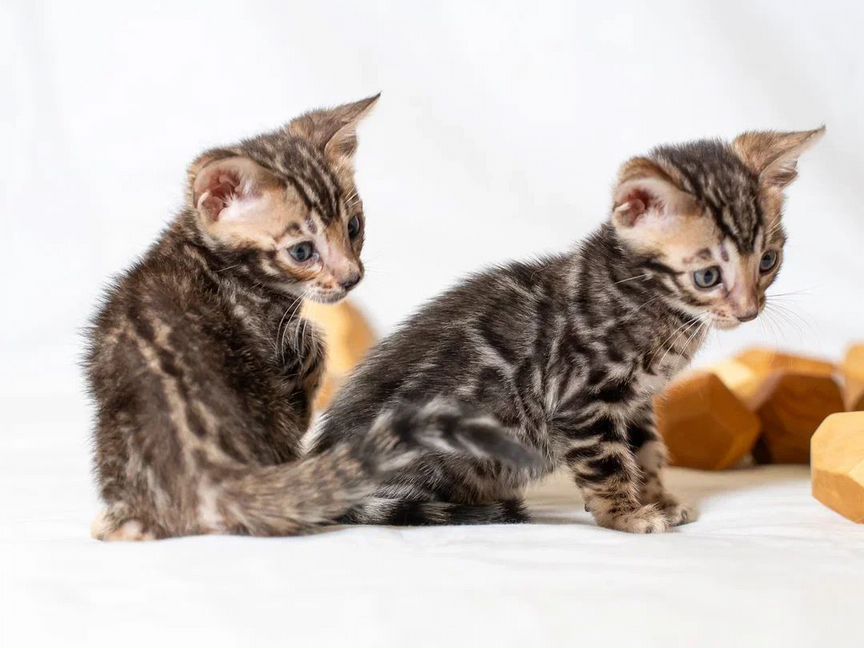 Бенгальские котята мальчики