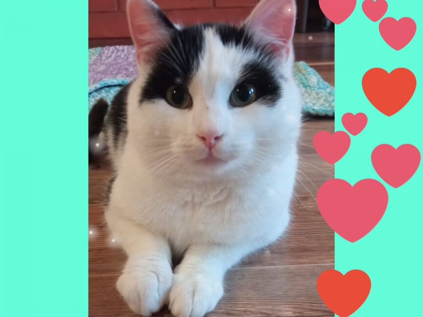 Дрессированный котик. Котенок Кошечка Кошка